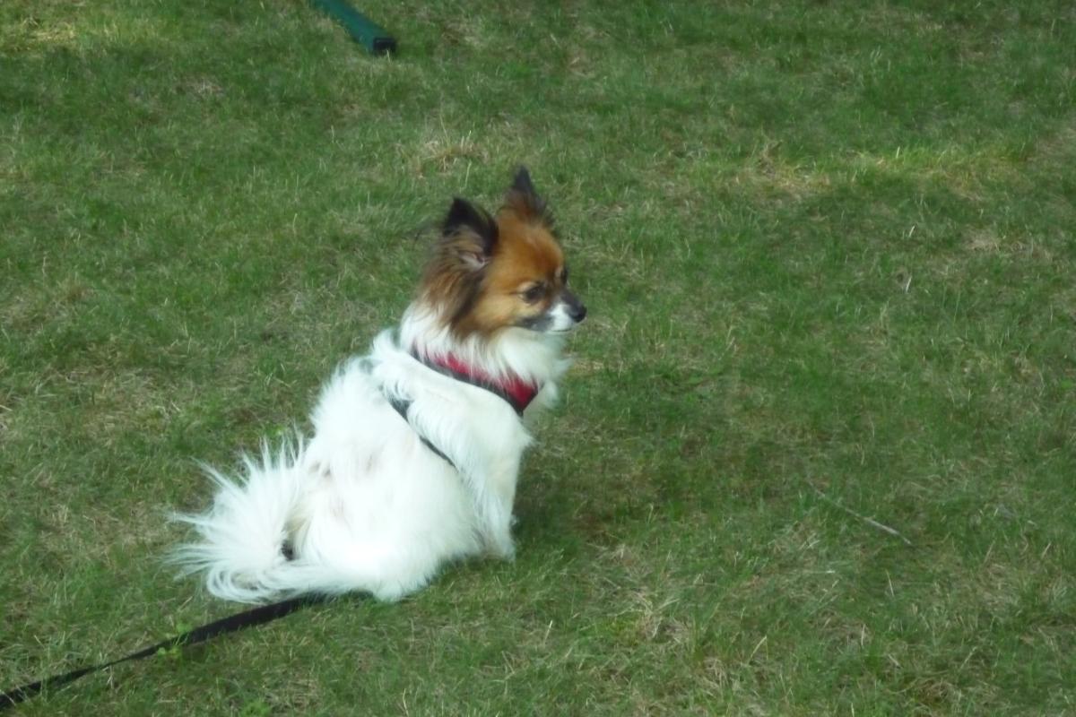 The Pets that Make us Smile | duxburyma
